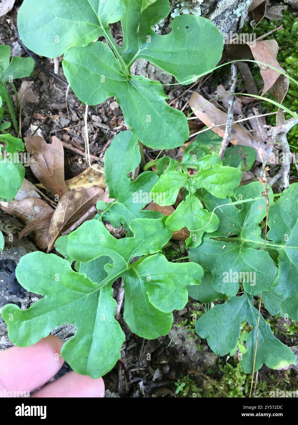 lion's foot rattlesnake root (Nabalus serpentarius) Plantae Stock Photo ...