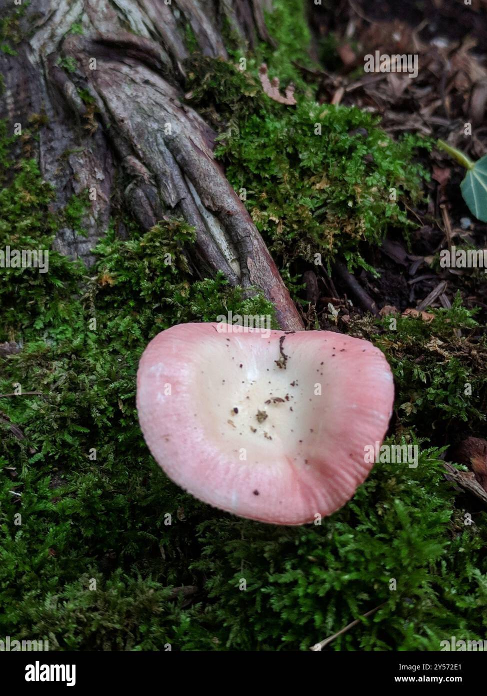 Fragile Brittlegill (Russula fragilis) Fungi Stock Photo - Alamy