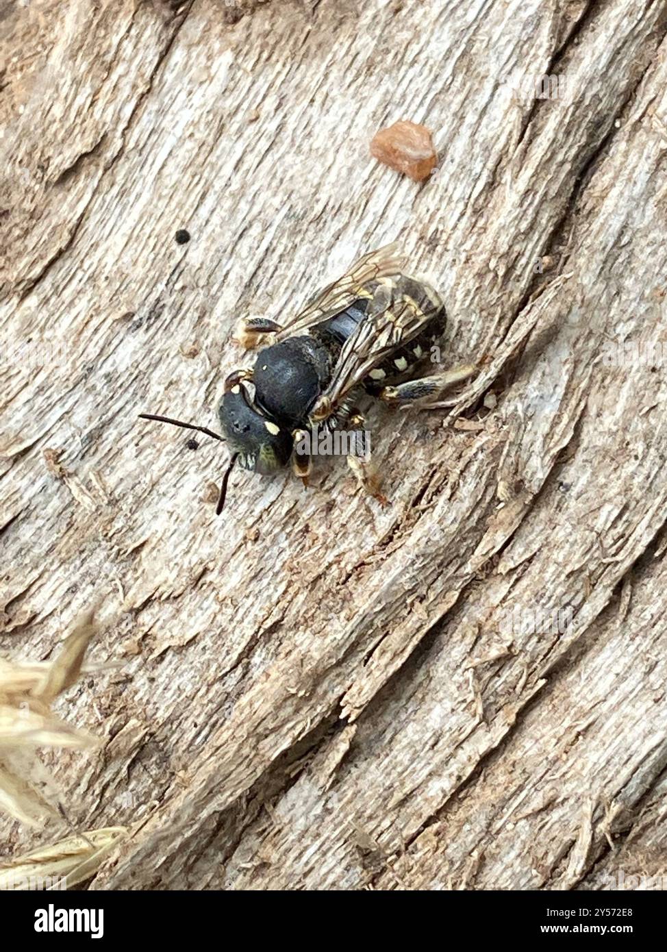 Punctate Wool-carder Bee (Anthidium punctatum) Insecta Stock Photo - Alamy