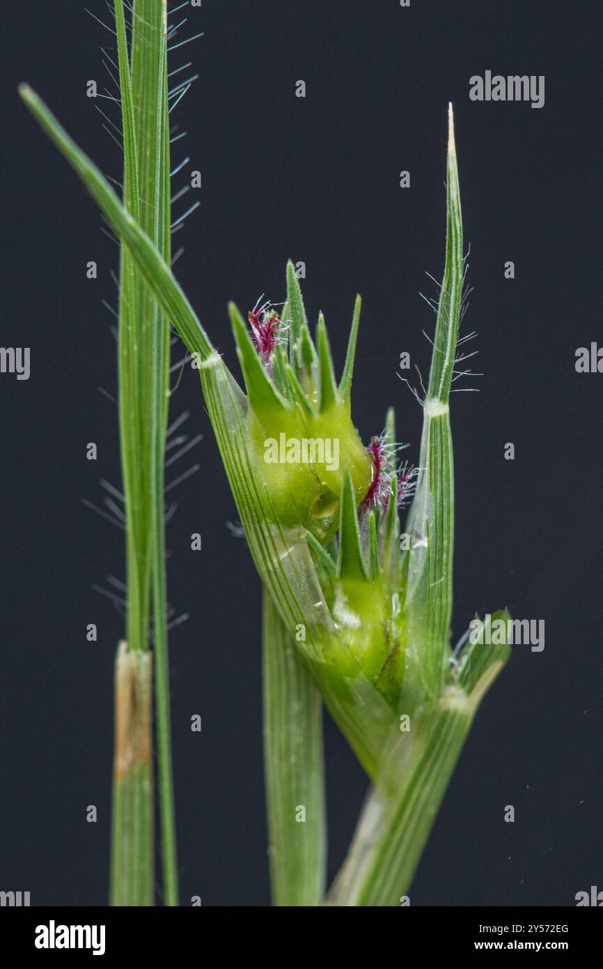 buffalograss (Bouteloua dactyloides) Plantae Stock Photo - Alamy