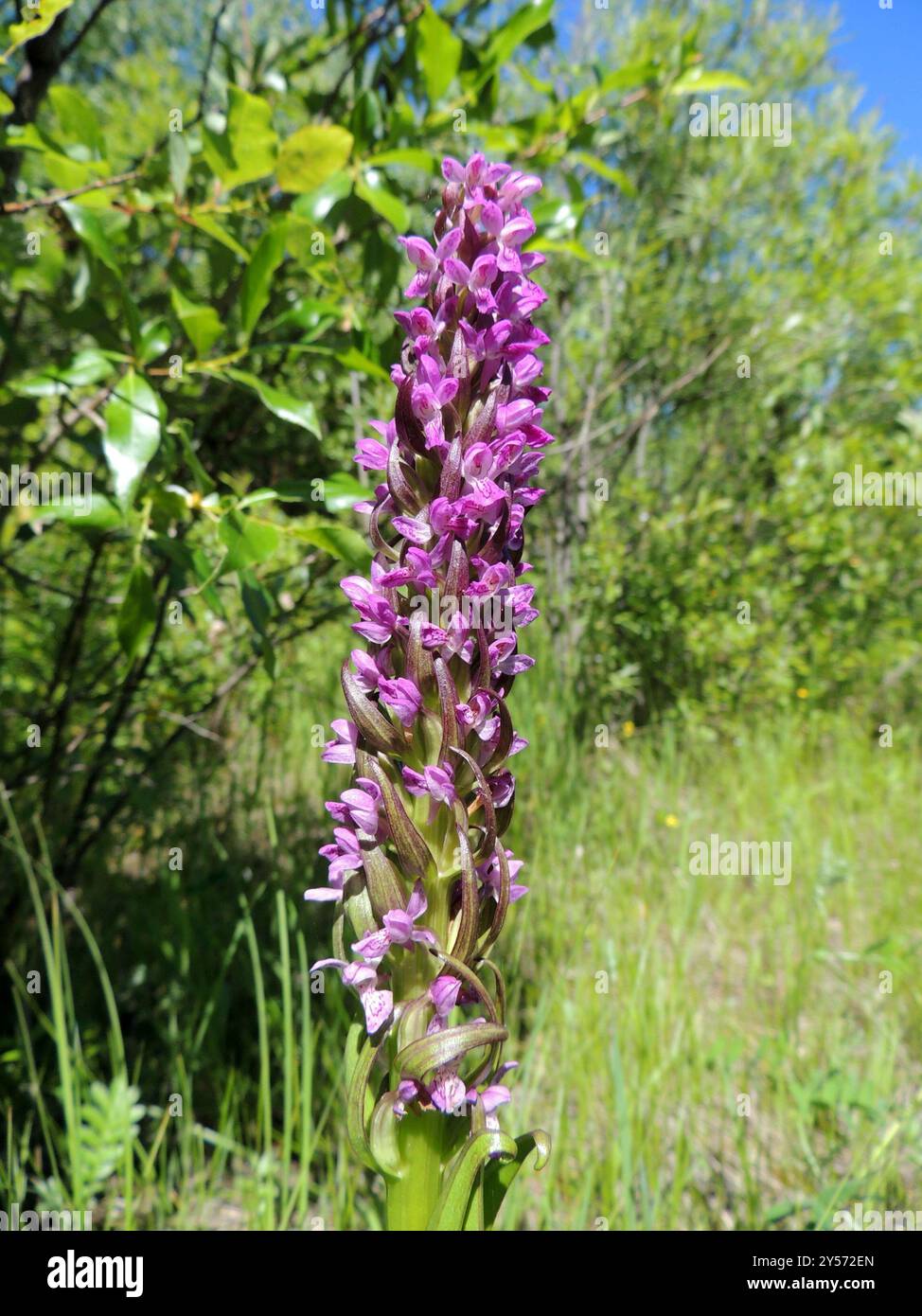 Early Marsh-orchid (Dactylorhiza incarnata) Plantae Stock Photo - Alamy
