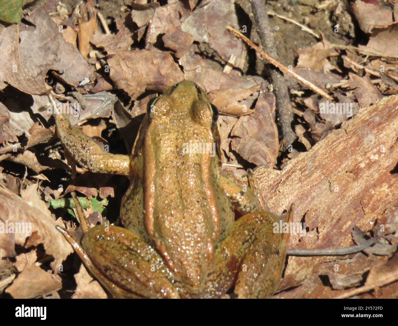 Northern Red-legged Frog (Rana aurora) Amphibia Stock Photo - Alamy