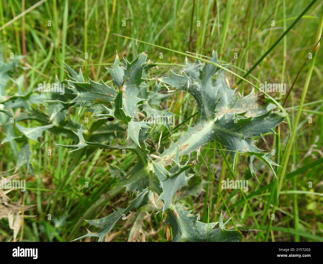 Field Eryngo (Eryngium campestre) Plantae Stock Photo - Alamy