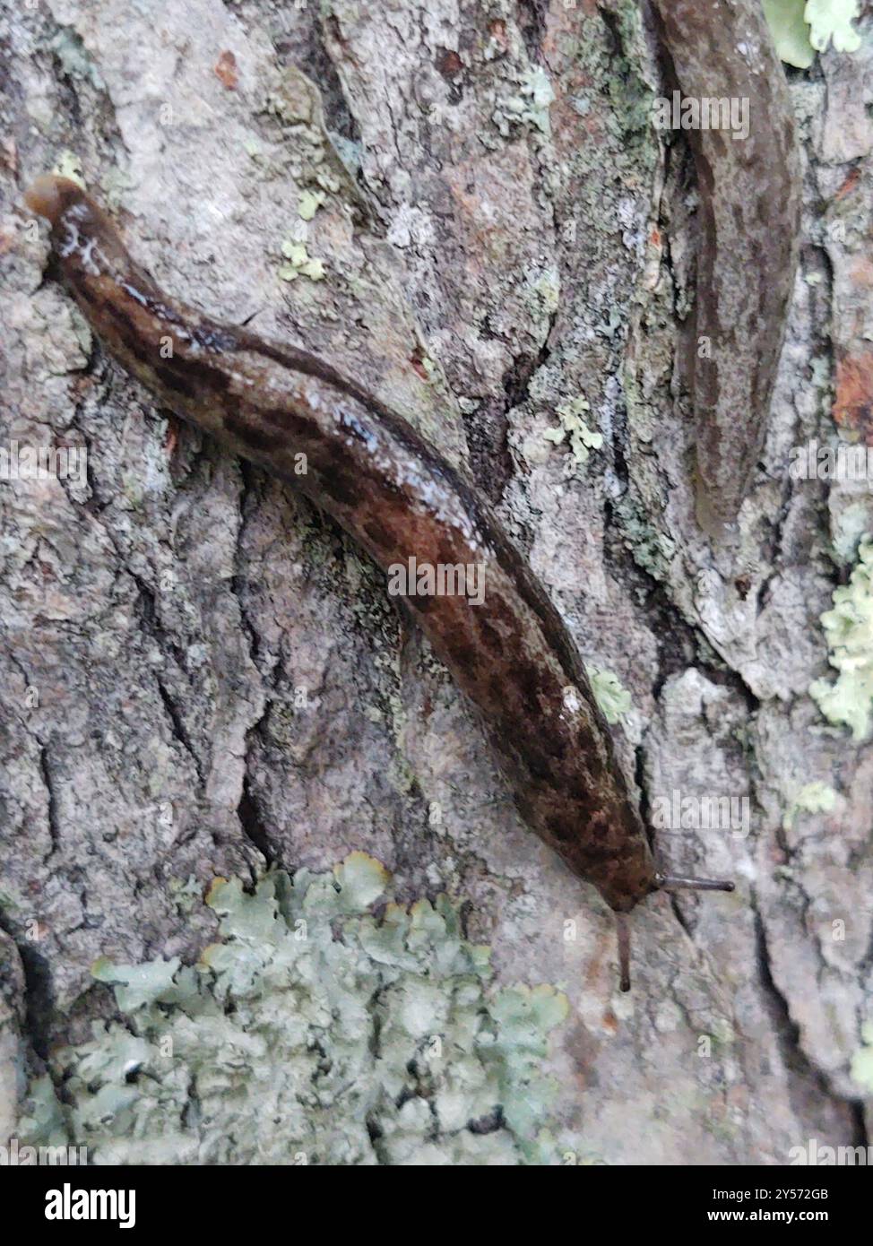 Changeable Mantleslug (Megapallifera mutabilis) Mollusca Stock Photo ...