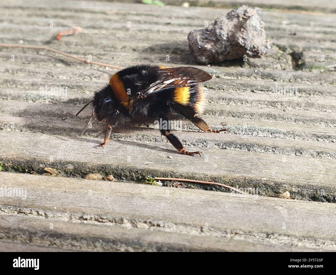 Buff-tailed Bumble Bee (Bombus terrestris) Insecta Stock Photo - Alamy