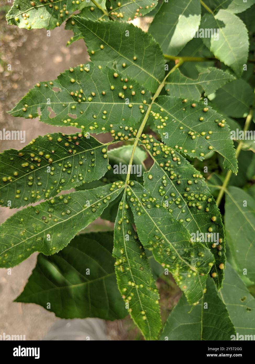 (Phylloxera caryaesemen) Insecta Stock Photo - Alamy