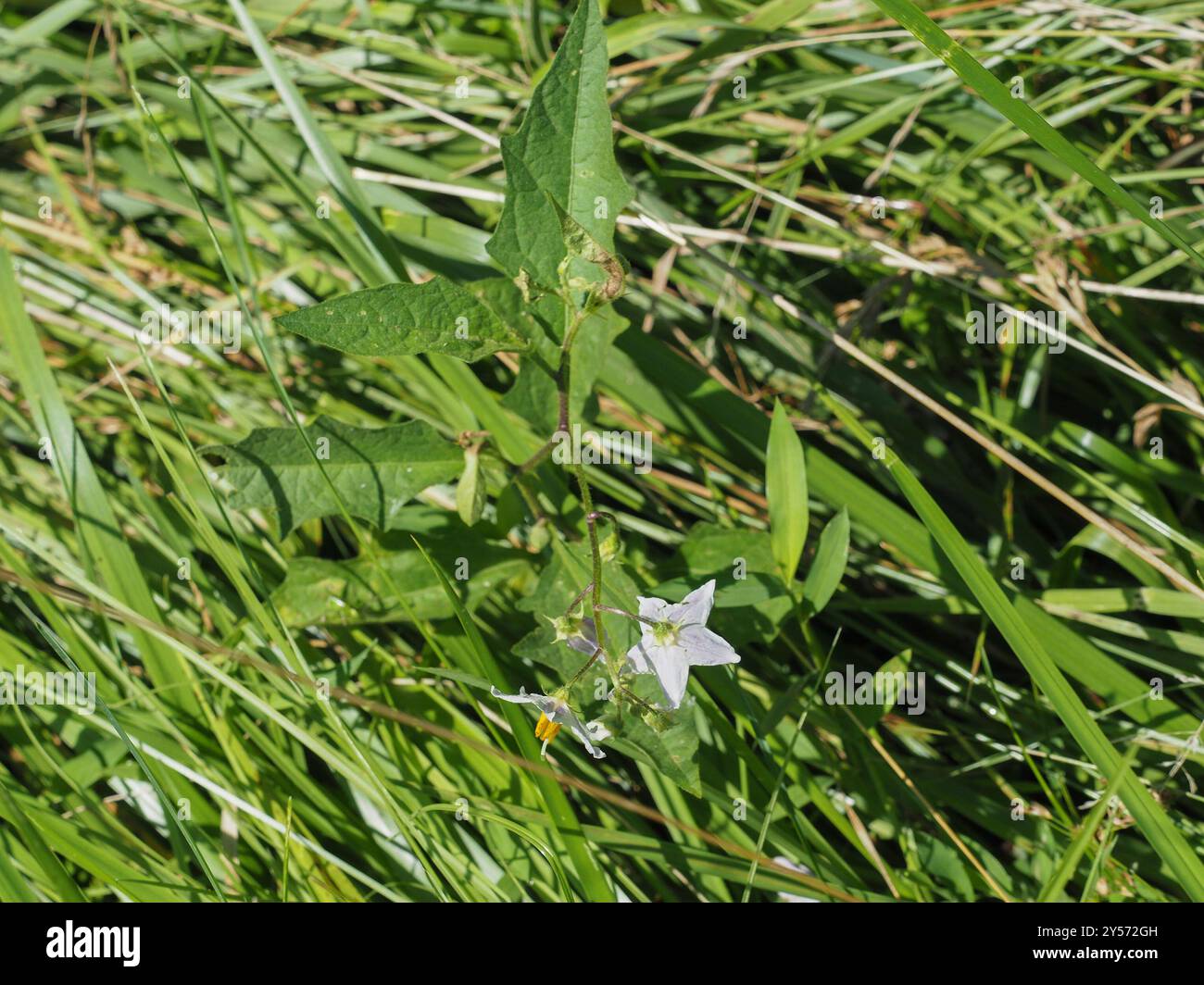 Carolina horsenettle (Solanum carolinense) Plantae Stock Photo - Alamy