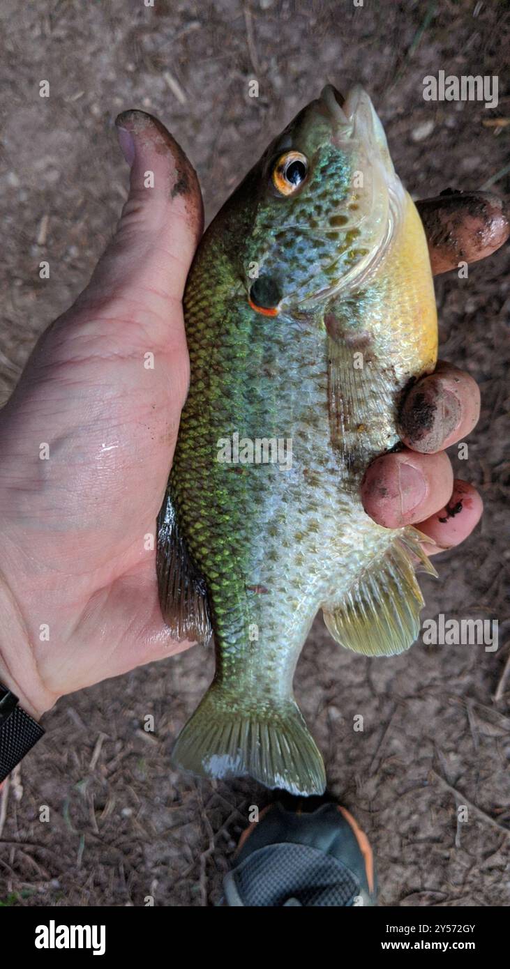 Redear Sunfish (Lepomis microlophus) Actinopterygii Stock Photo - Alamy