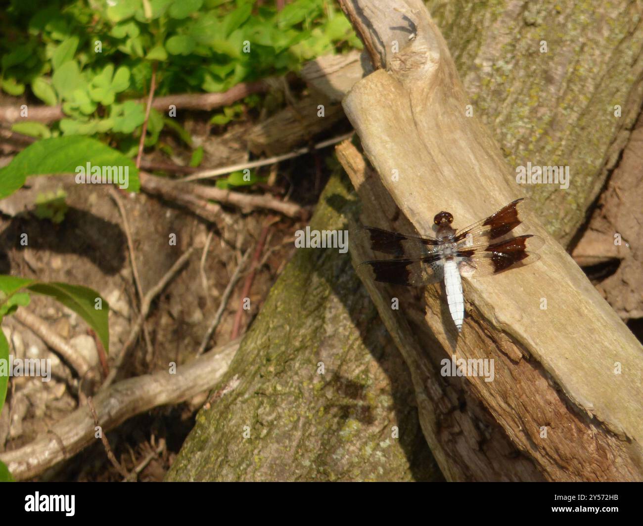 Common Whitetail (Plathemis lydia) Insecta Stock Photo - Alamy