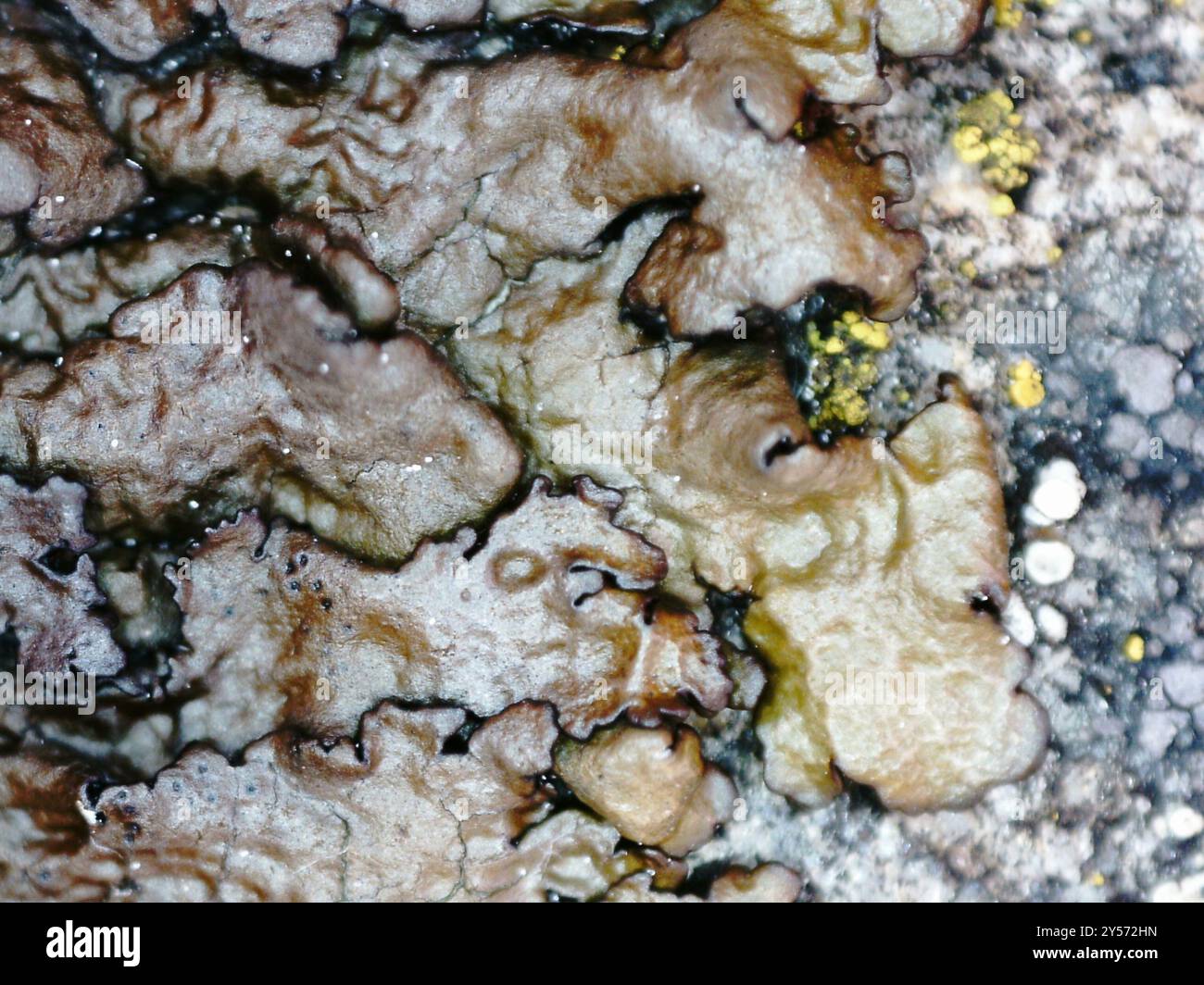 Brown Rock Shield Lichens (Neofuscelia) Fungi Stock Photo - Alamy