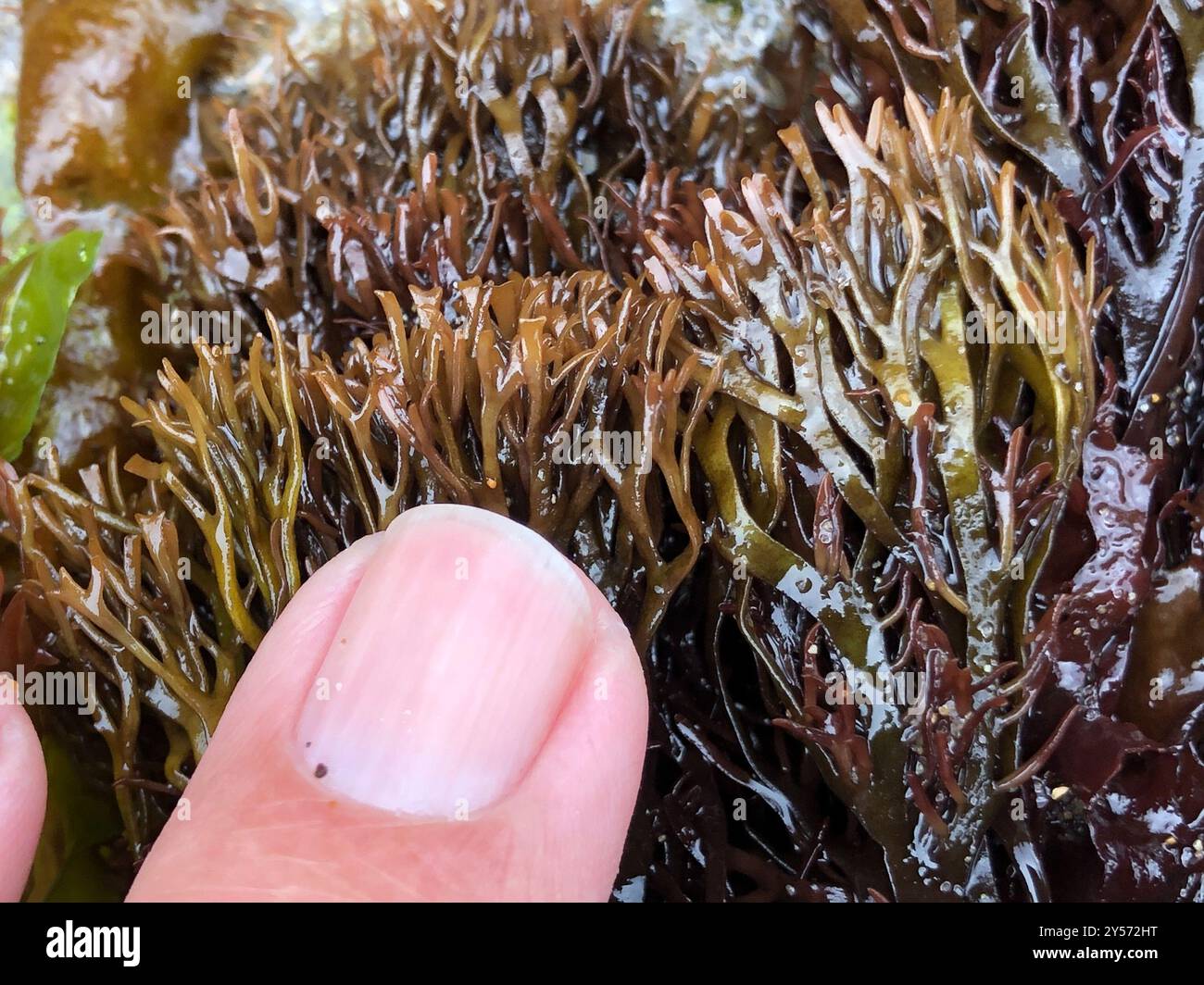 red algae (Rhodophyta) Plantae Stock Photo - Alamy