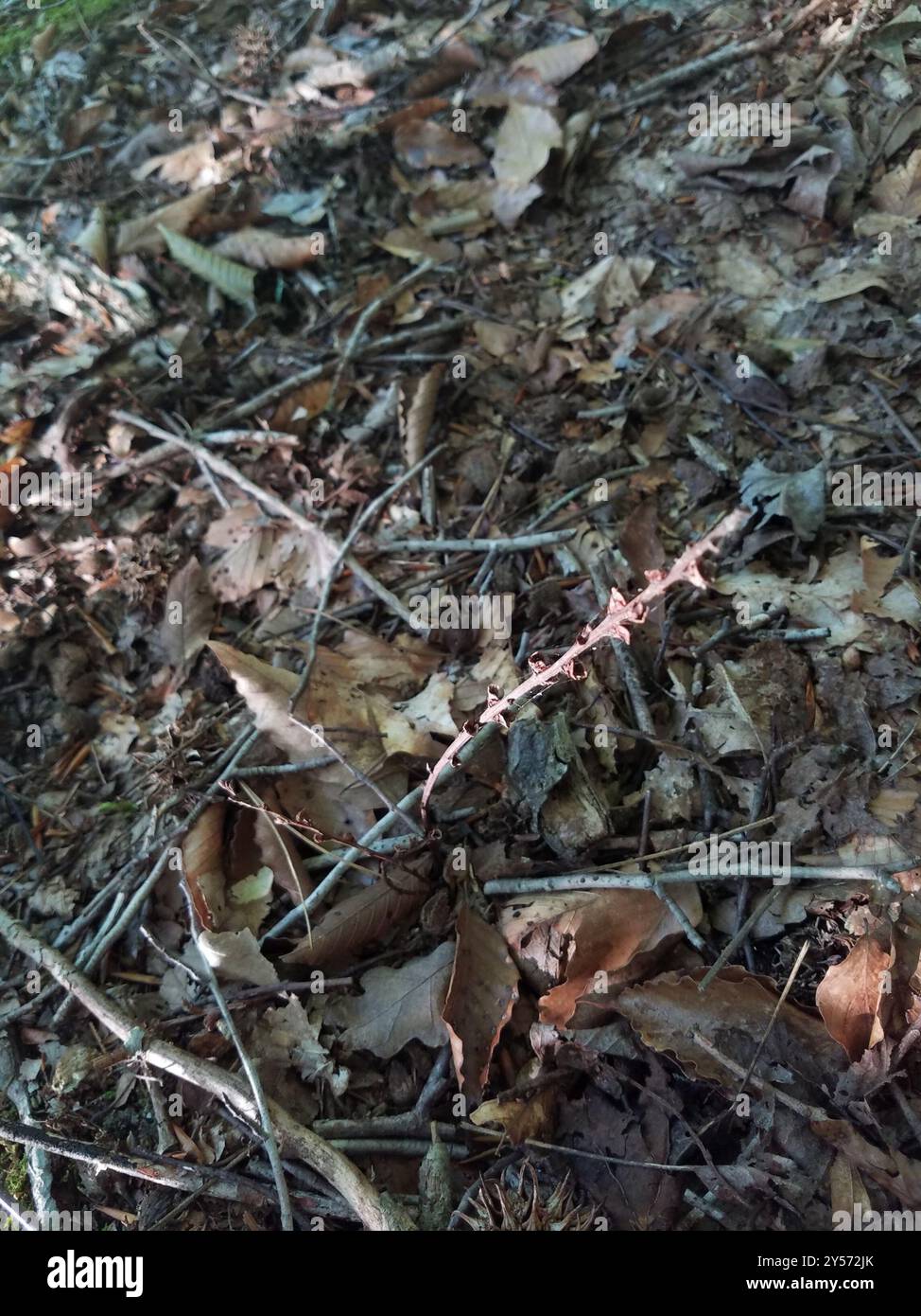 Beechdrops (Epifagus virginiana) Plantae Stock Photo - Alamy