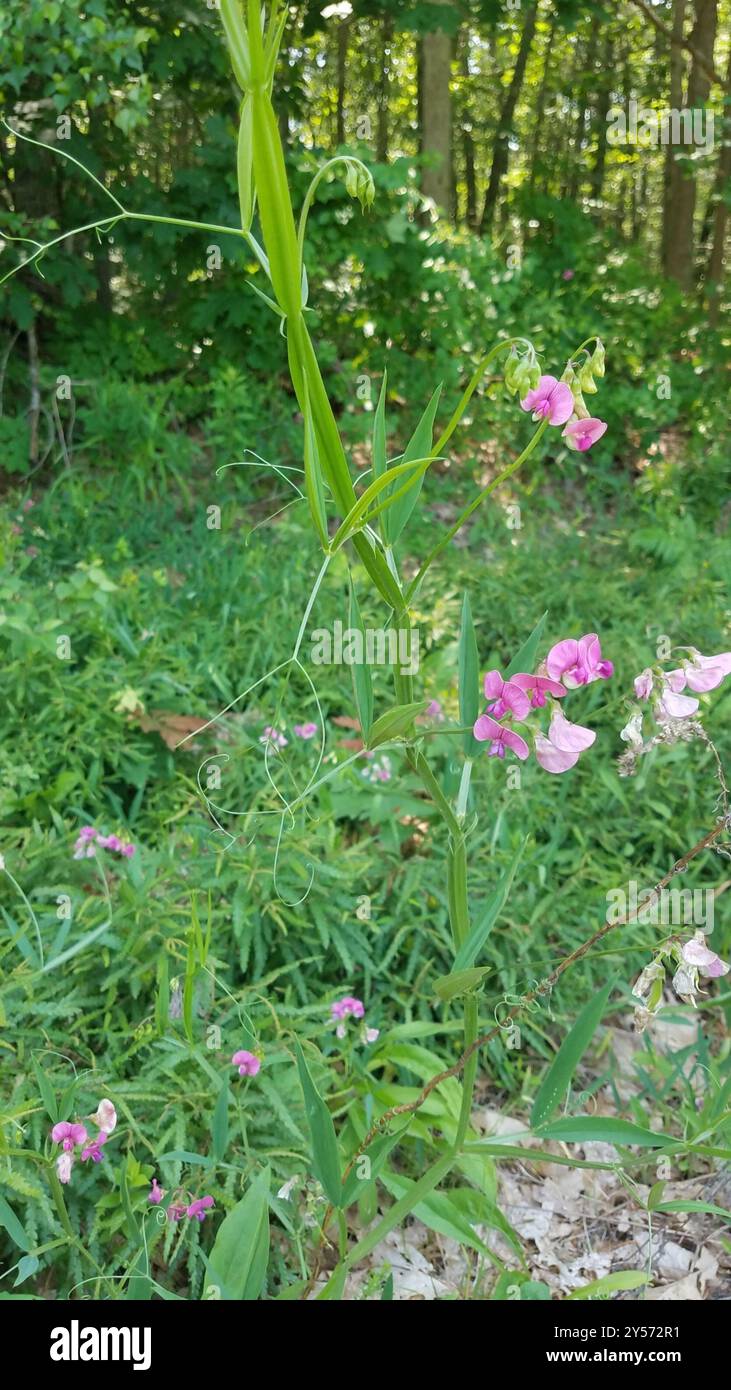 Narrow-leaved Everlasting-pea (Lathyrus sylvestris) Plantae Stock Photo ...