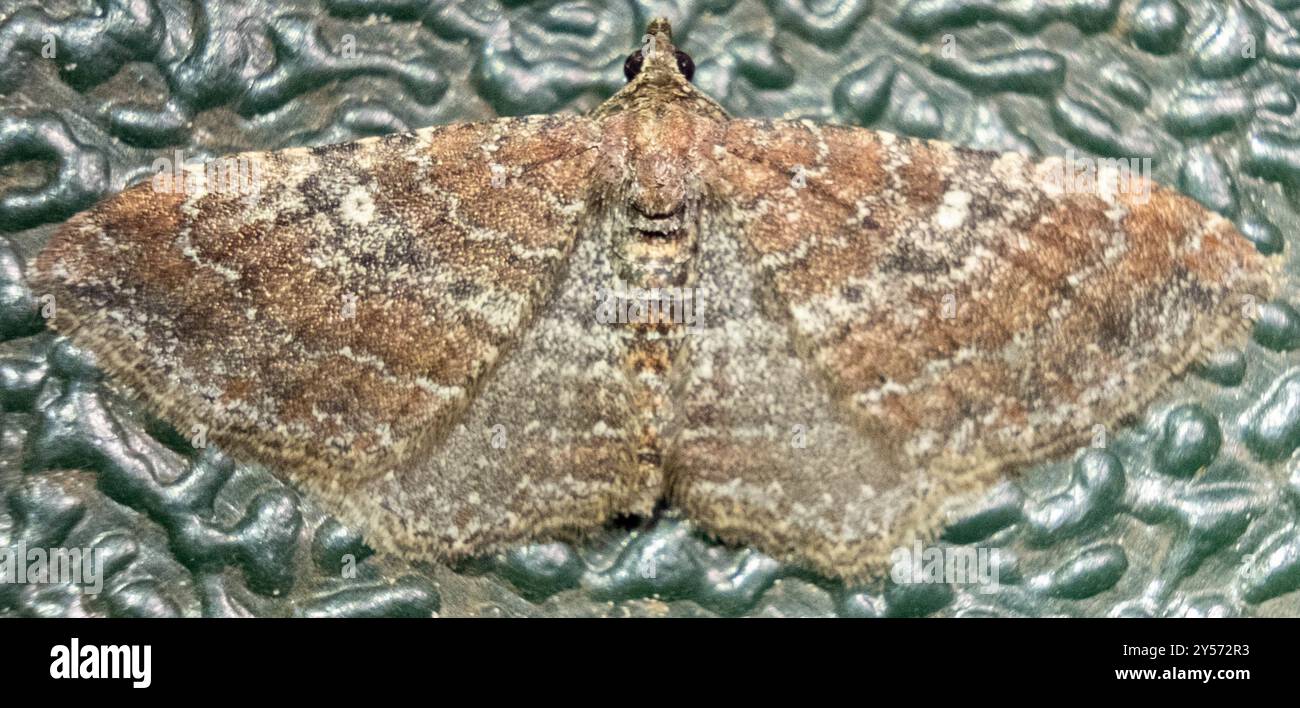 Gem Moth (Orthonama obstipata) Insecta Stock Photo - Alamy