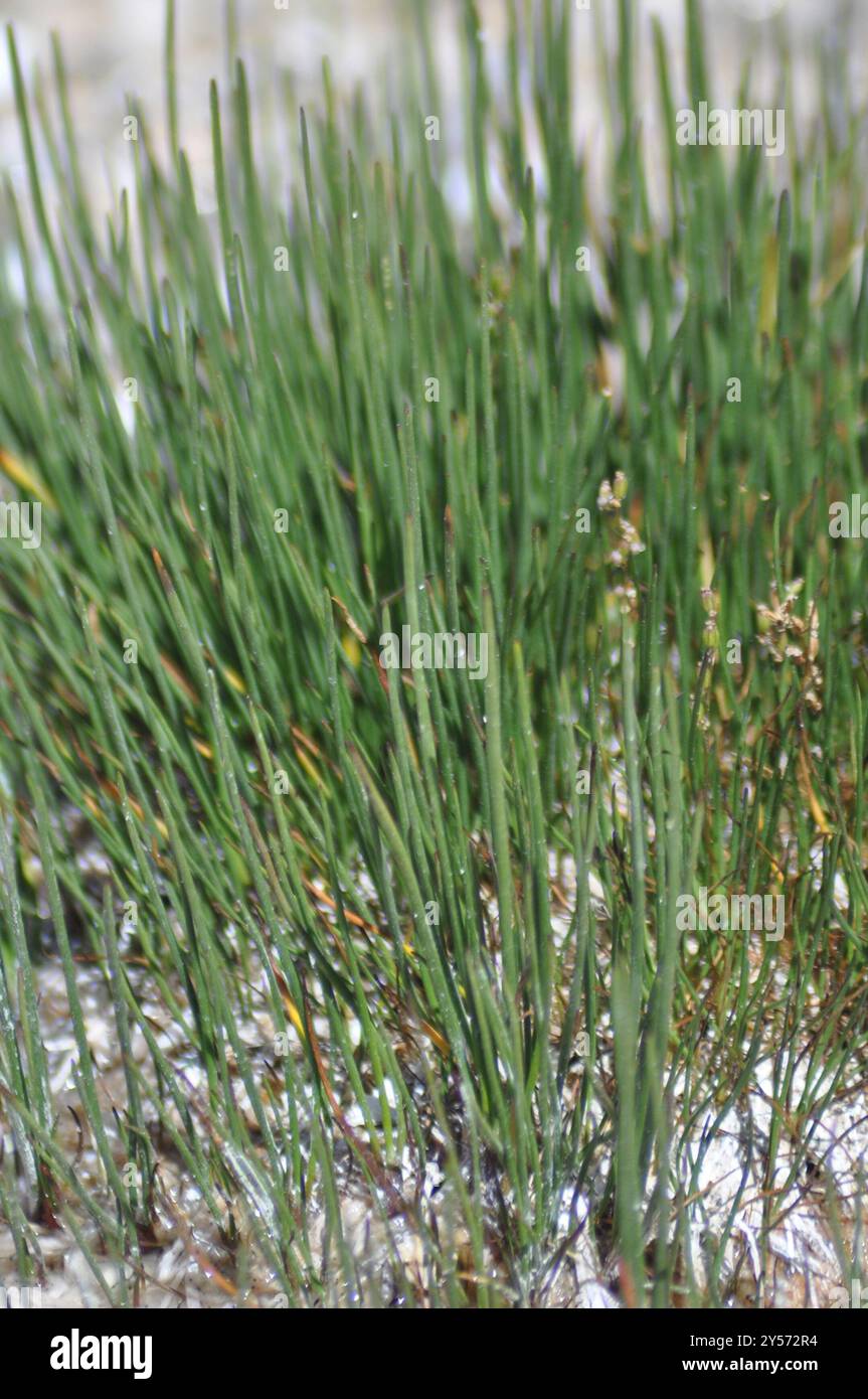 common arrowgrass (Triglochin maritima) Plantae Stock Photo - Alamy
