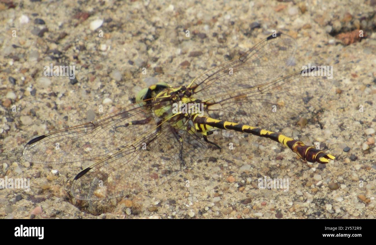 Common Sanddragon (Progomphus obscurus) Insecta Stock Photo - Alamy