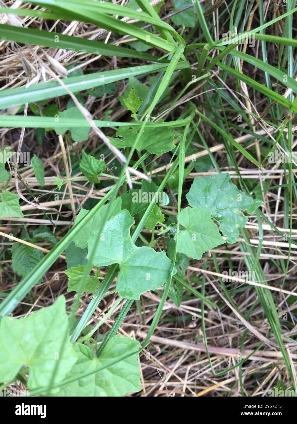 creeping cucumber (Melothria pendula) Plantae Stock Photo - Alamy
