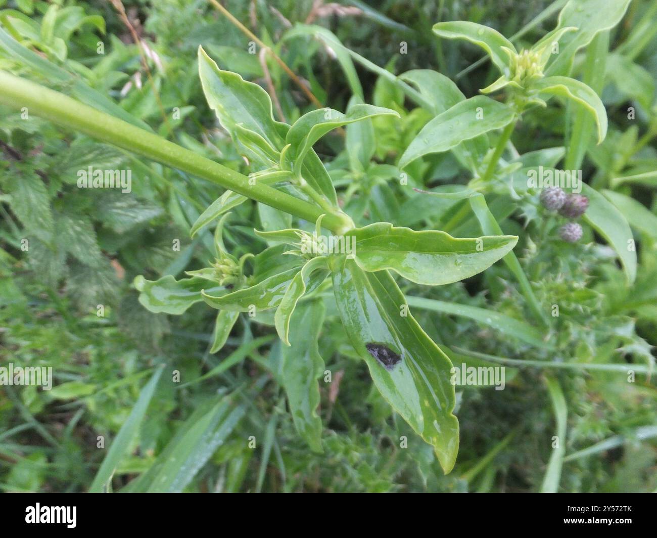 common soapwort (Saponaria officinalis) Plantae Stock Photo - Alamy