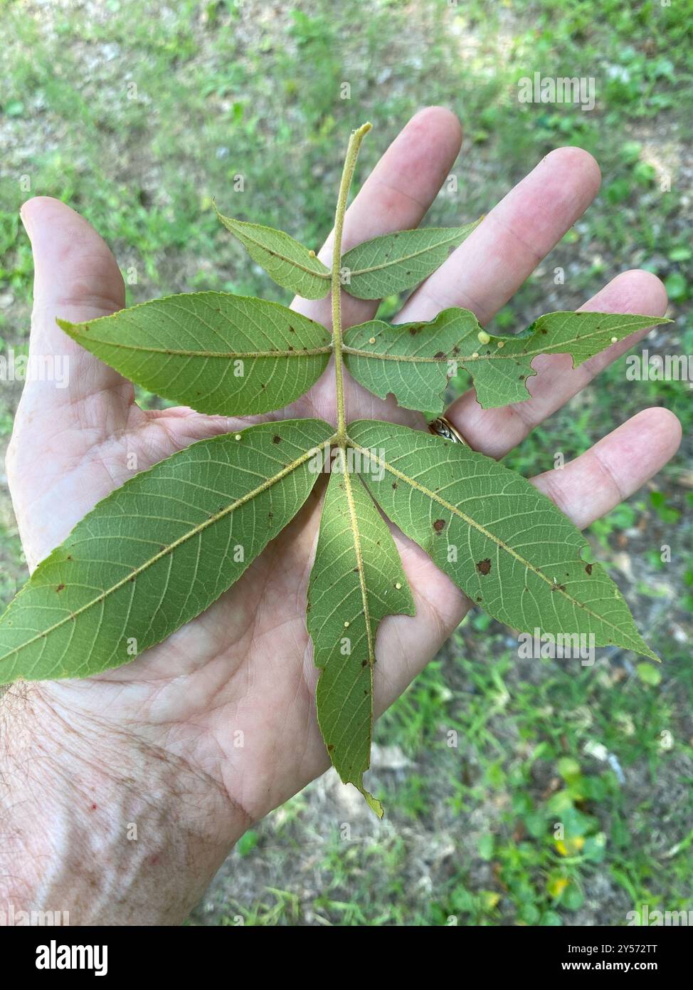 sand hickory (Carya pallida) Plantae Stock Photo - Alamy