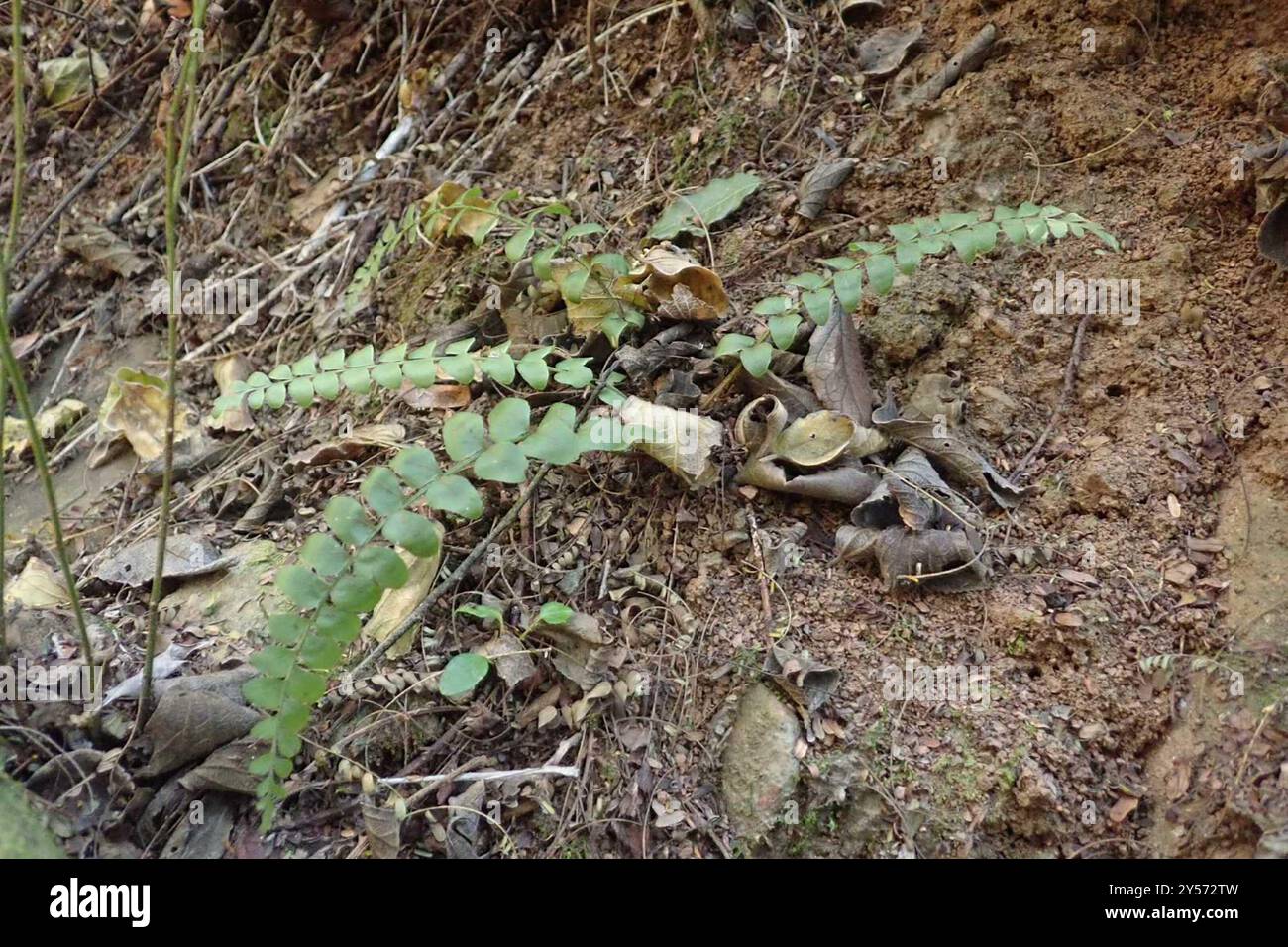 Drège's Flowering Fern (Anemia dregeana) Plantae Stock Photo - Alamy