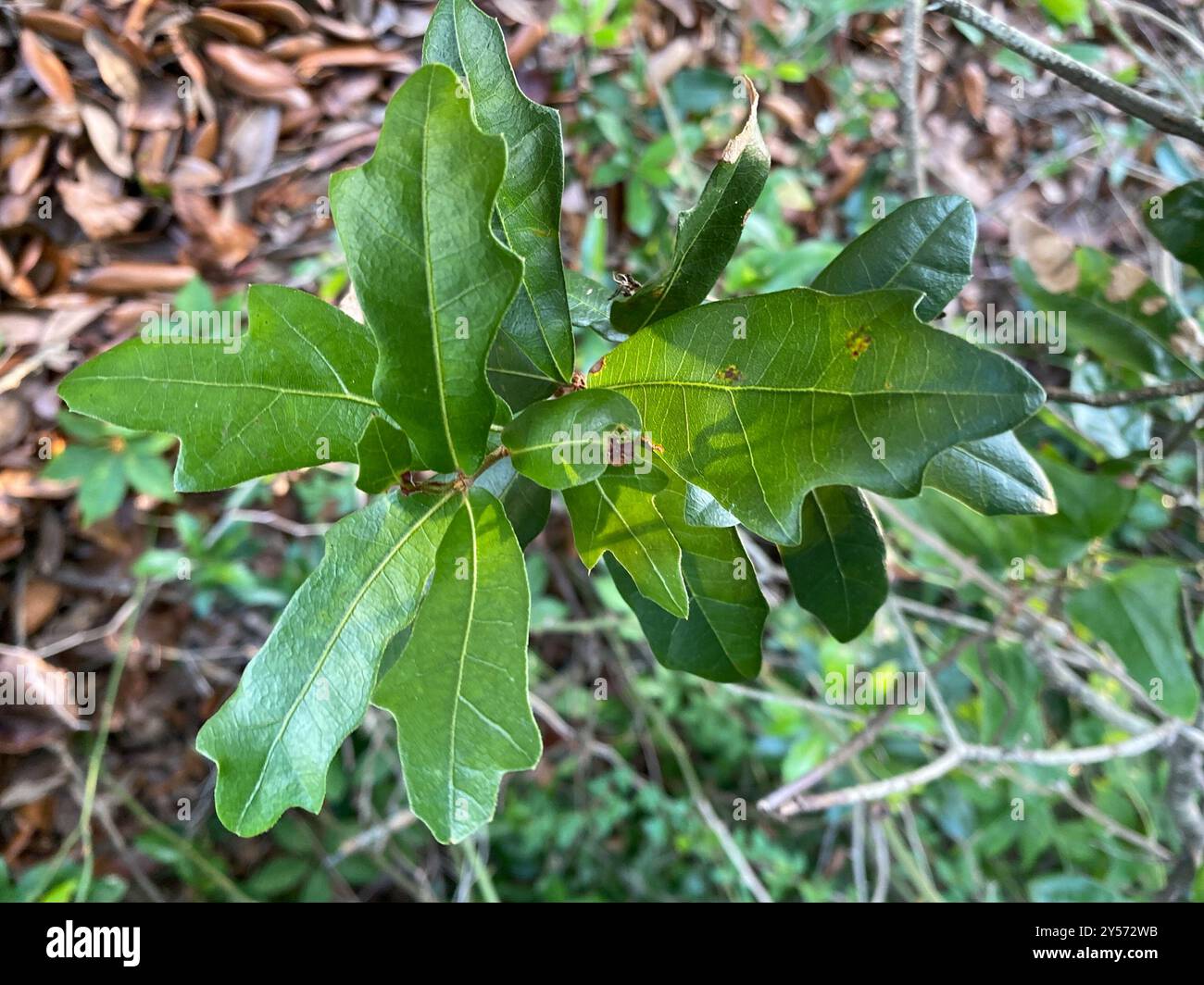 Darlington Oak (Quercus hemisphaerica) Plantae Stock Photo - Alamy