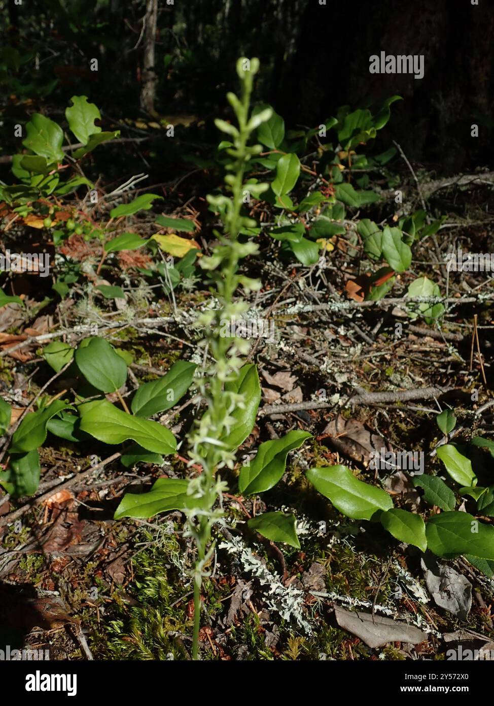 Flat Spurred Piperia (Platanthera transversa) Plantae Stock Photo - Alamy