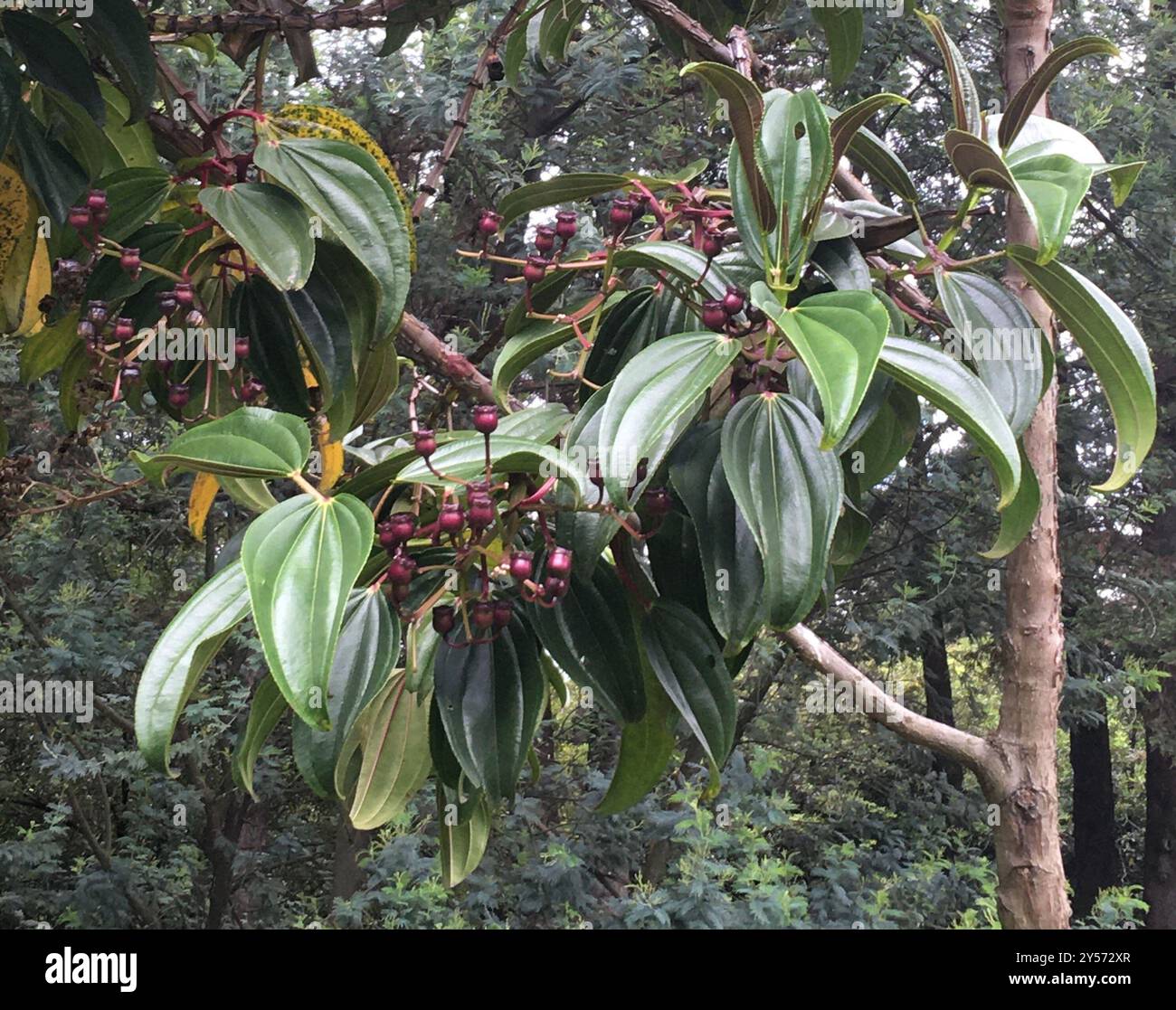motley meriania (Meriania nobilis) Plantae Stock Photo - Alamy