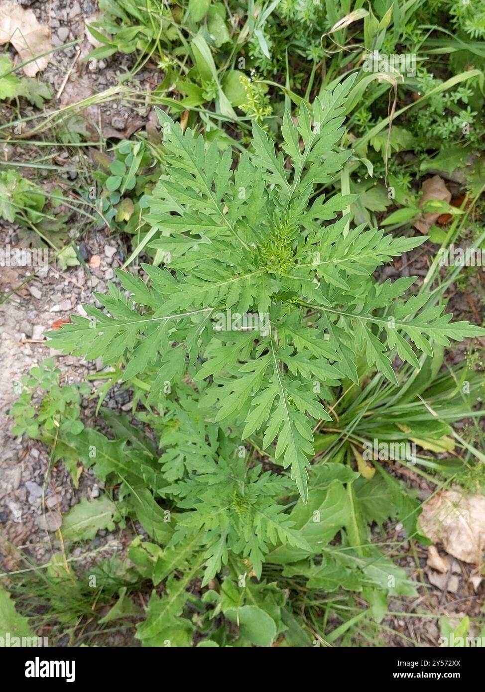 common ragweed (Ambrosia artemisiifolia) Plantae Stock Photo - Alamy
