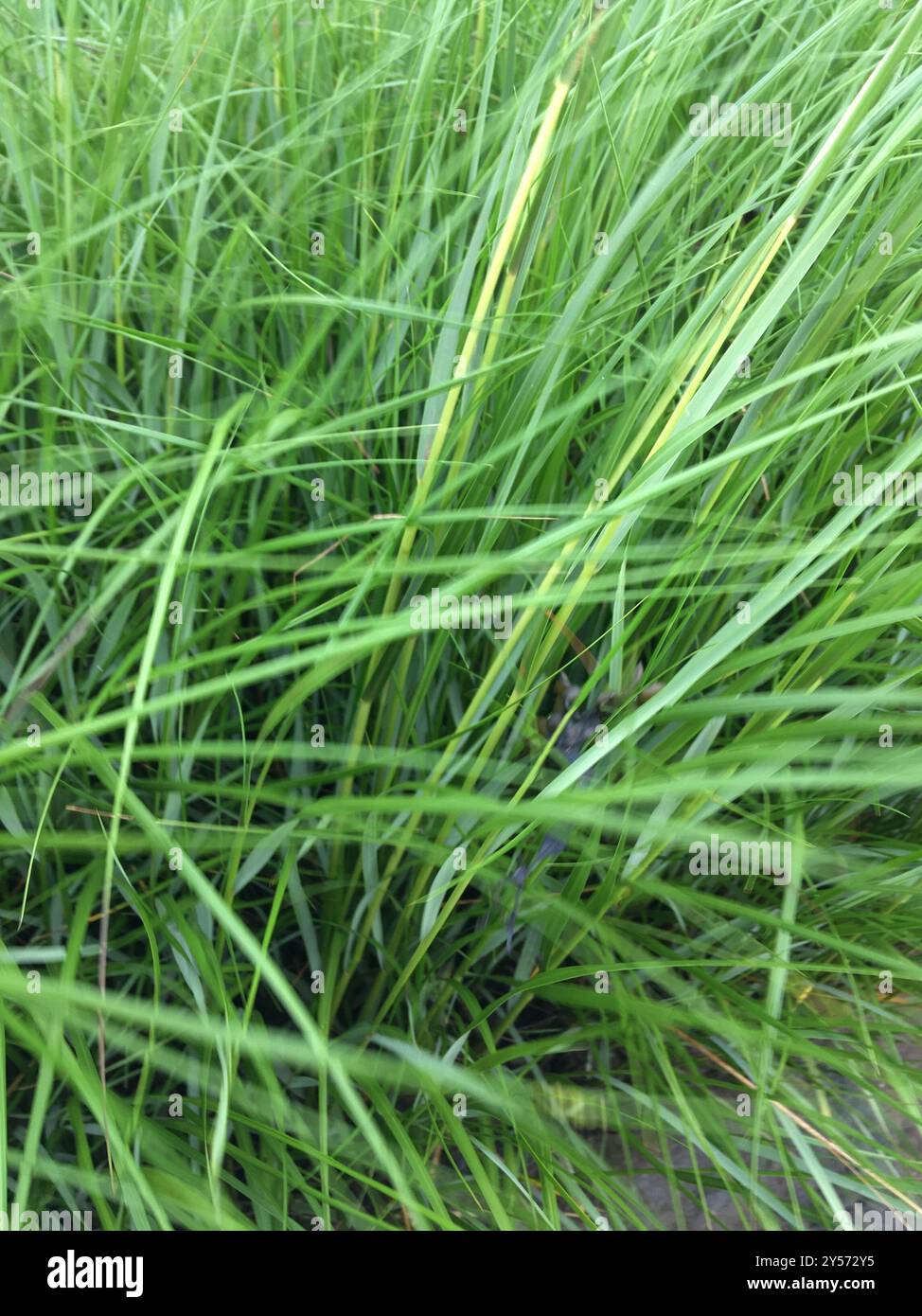 Saltmarsh Cordgrass (Sporobolus alterniflorus) Plantae Stock Photo - Alamy