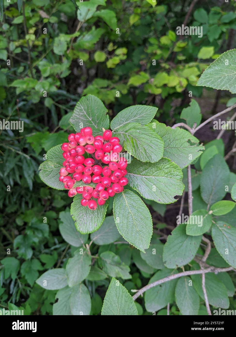 Wayfaring-tree (Viburnum lantana) Plantae Stock Photo - Alamy