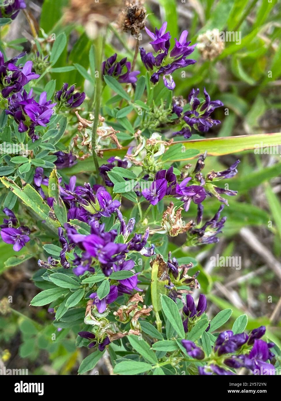 Alfalfa (Medicago sativa) Plantae Stock Photo - Alamy