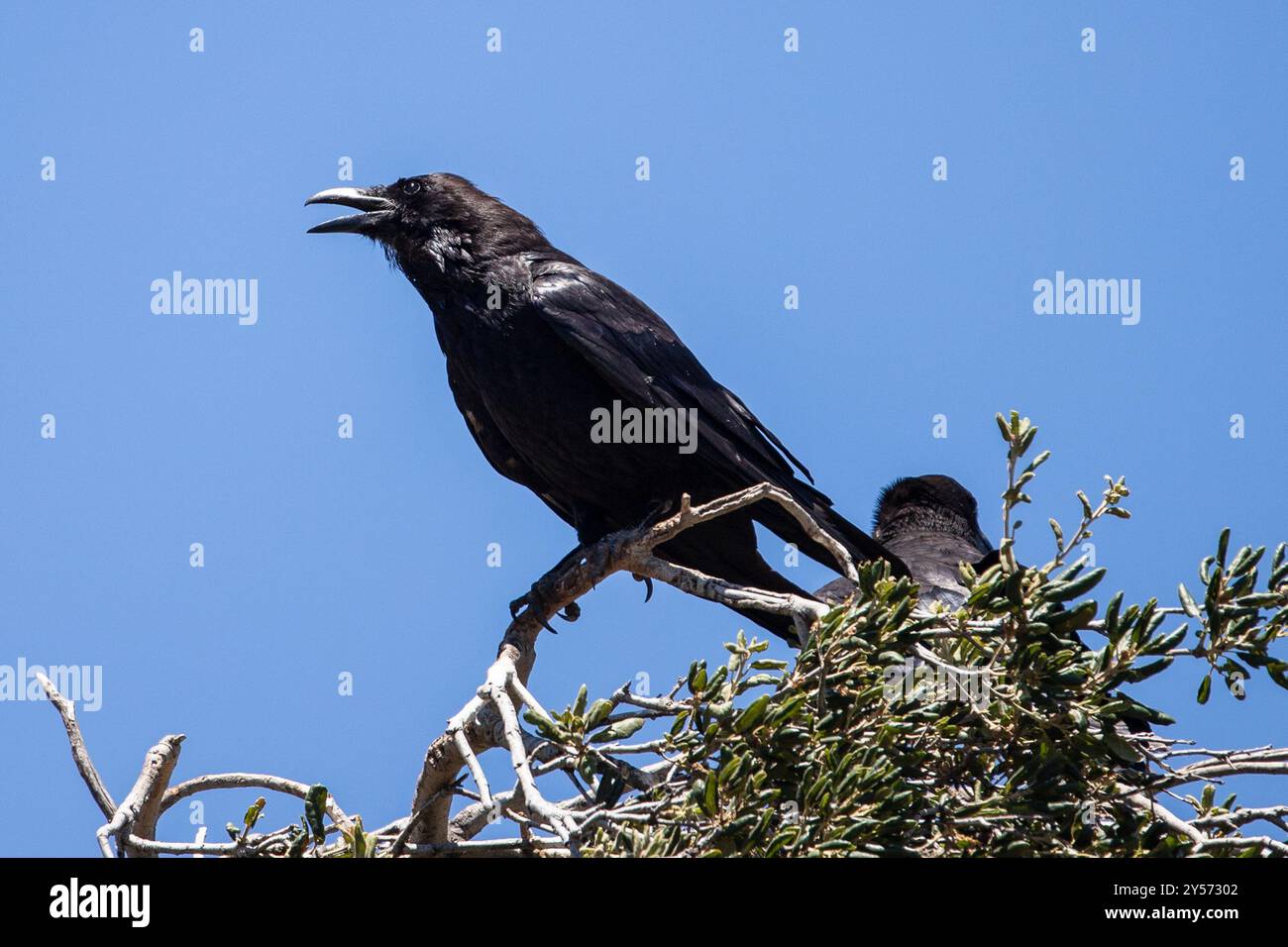 Crows and Ravens (Corvus) Aves Stock Photo - Alamy