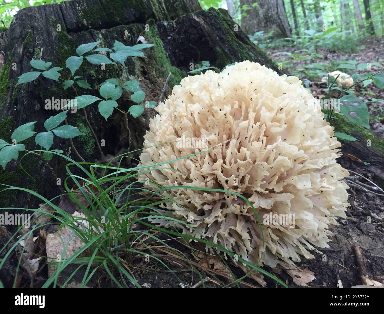 Eastern cauliflower mushroom (Sparassis spathulata) Fungi Stock Photo ...
