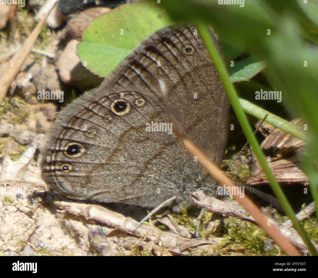 Carolina Satyr (Hermeuptychia sosybius) Insecta Stock Photo - Alamy