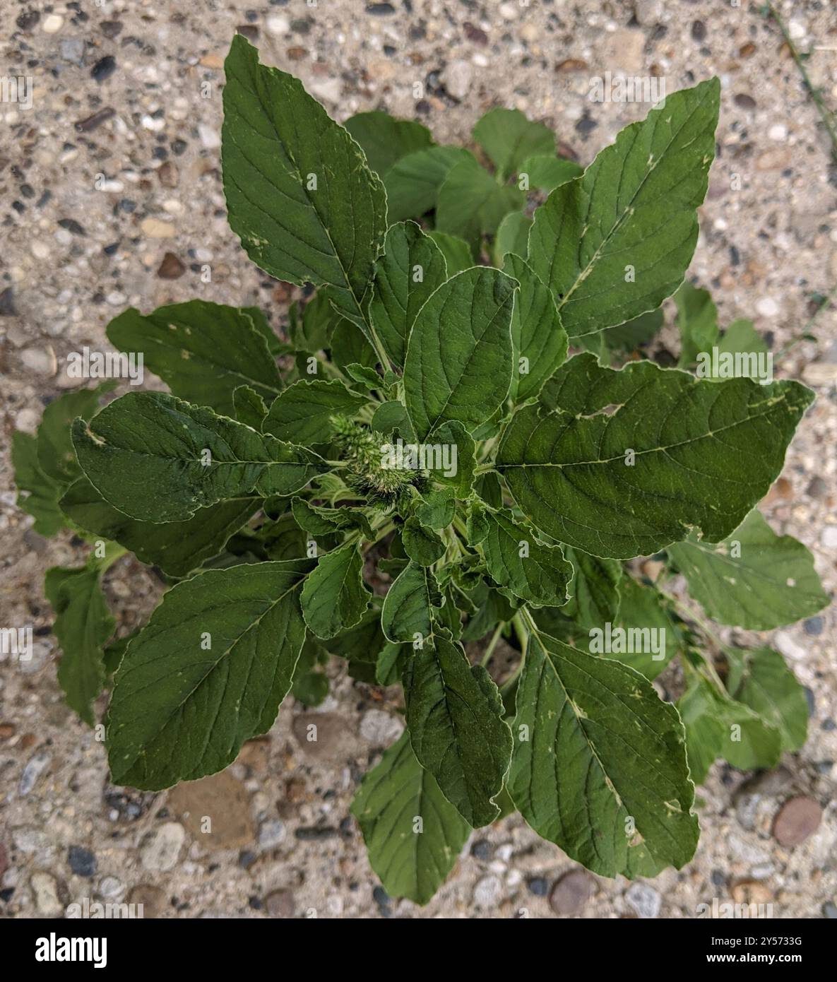 Redroot Amaranth (Amaranthus retroflexus) Plantae Stock Photo - Alamy