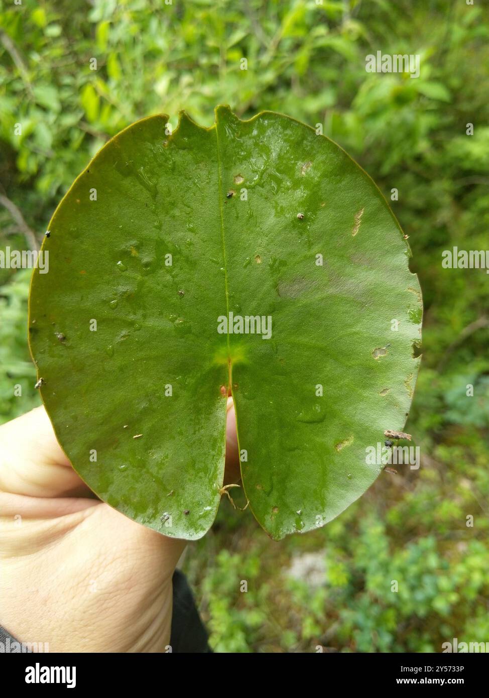 Pygmy Water-lily (Nymphaea tetragona) Plantae Stock Photo - Alamy