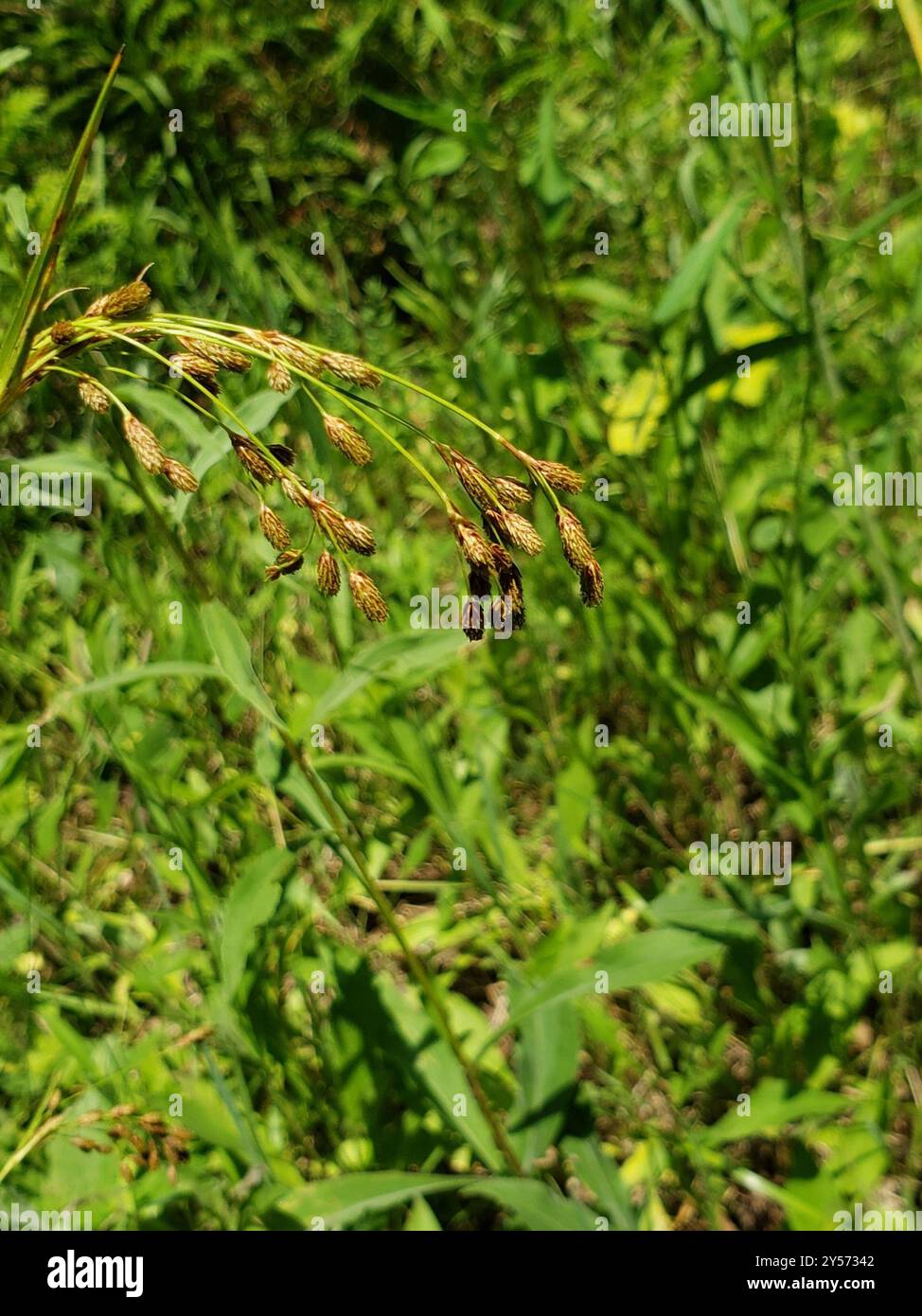 nodding bulrush (Scirpus pendulus) Plantae Stock Photo - Alamy