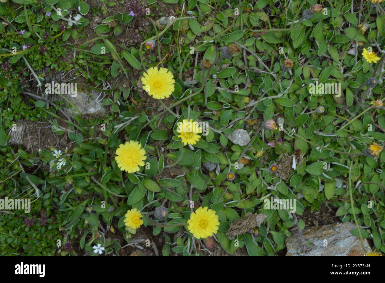 mouse-eared hawkweed (Pilosella officinarum) Plantae Stock Photo - Alamy