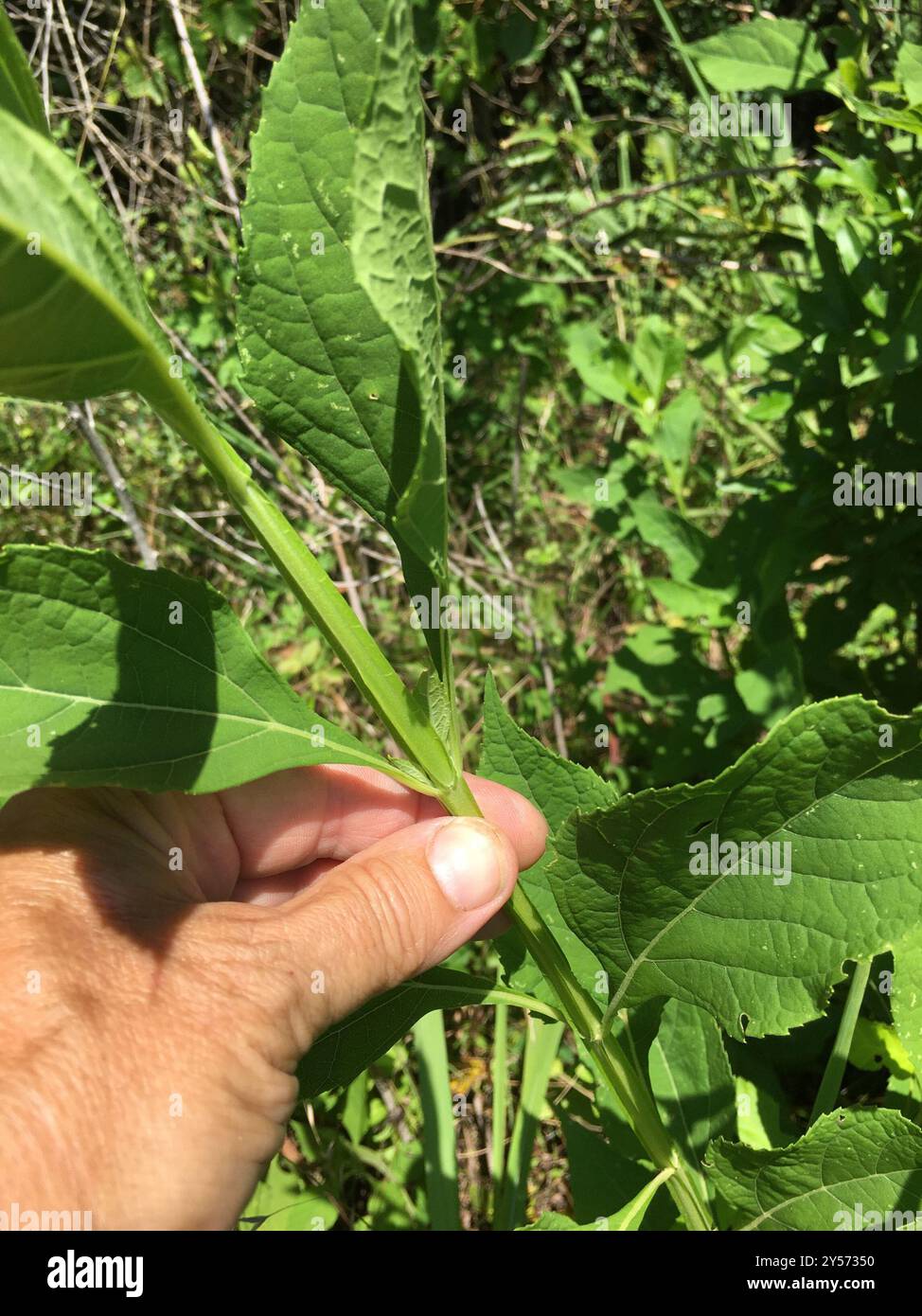 Yellow Crownbeard (Verbesina occidentalis) Plantae Stock Photo - Alamy