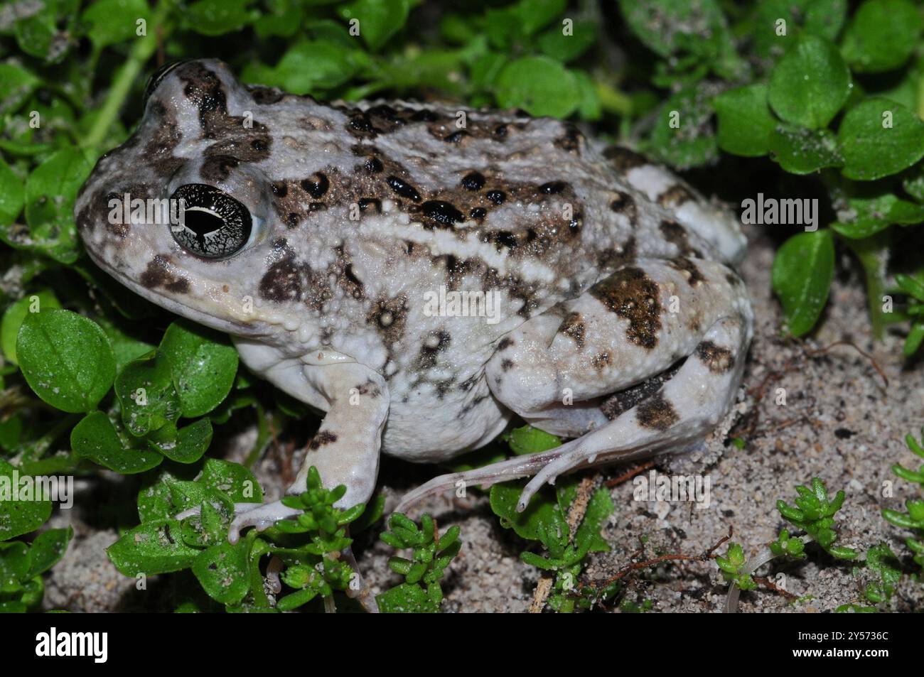 Cape sand frog (Tomopterna delalandii) Amphibia Stock Photo - Alamy