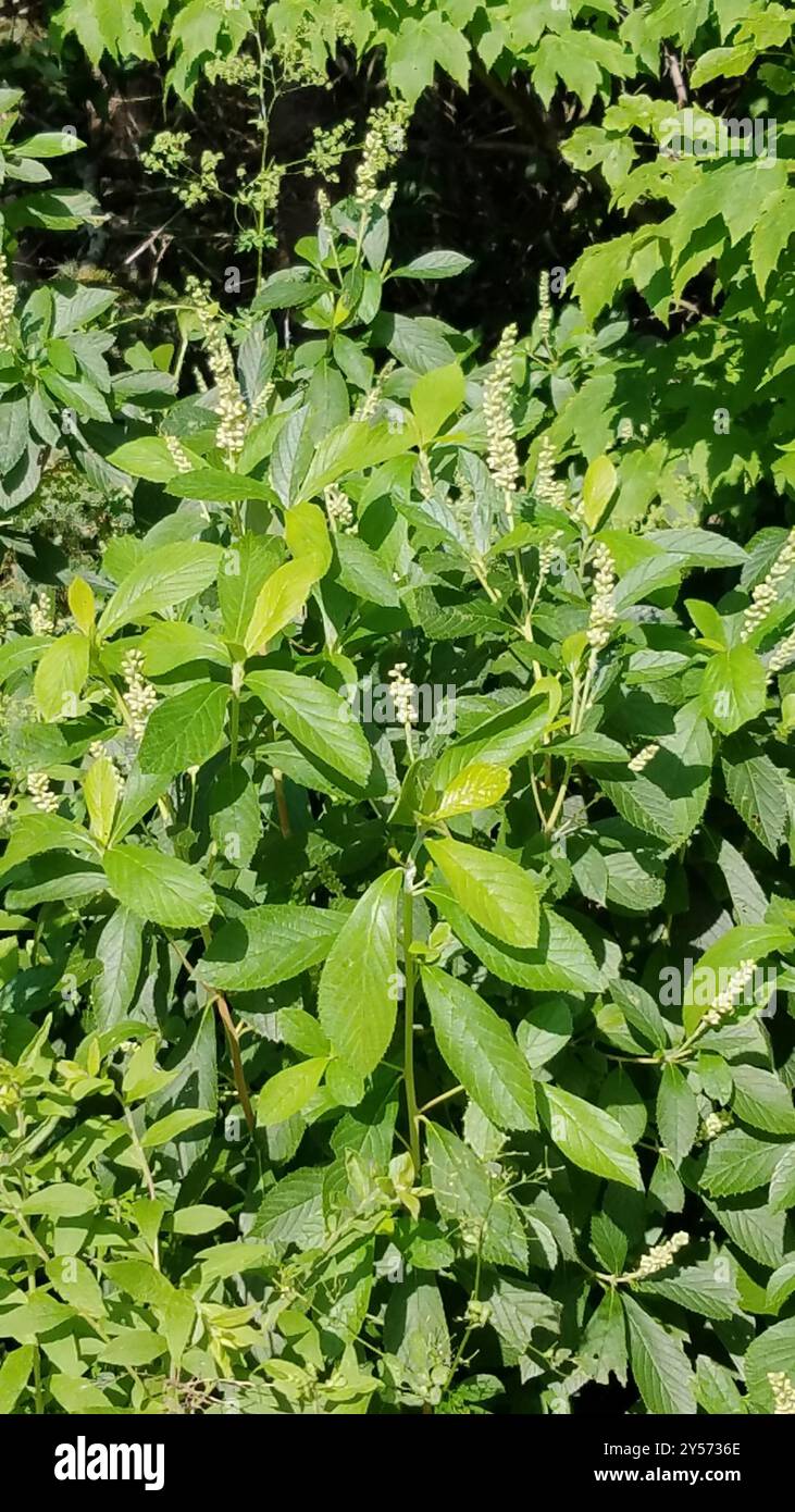 Sweet Pepperbush (Clethra alnifolia) Plantae Stock Photo - Alamy