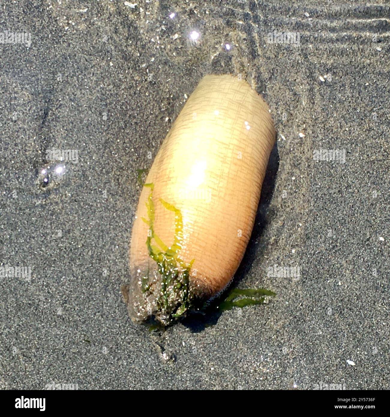 Geoducks (Panopea) Mollusca Stock Photo - Alamy