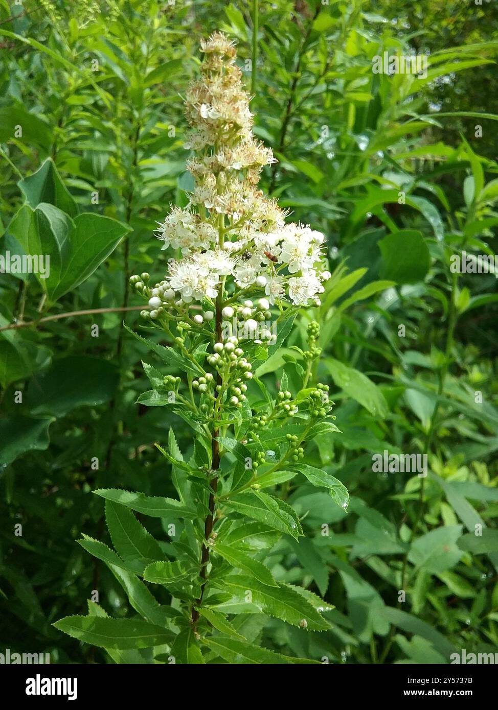 white meadowsweet (Spiraea alba) Plantae Stock Photo - Alamy