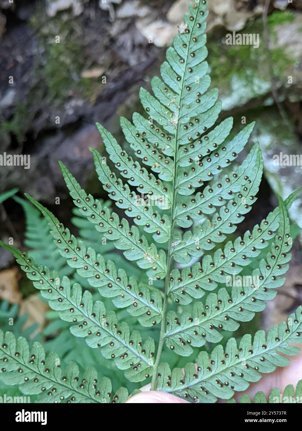marginal wood fern (Dryopteris marginalis) Plantae Stock Photo - Alamy
