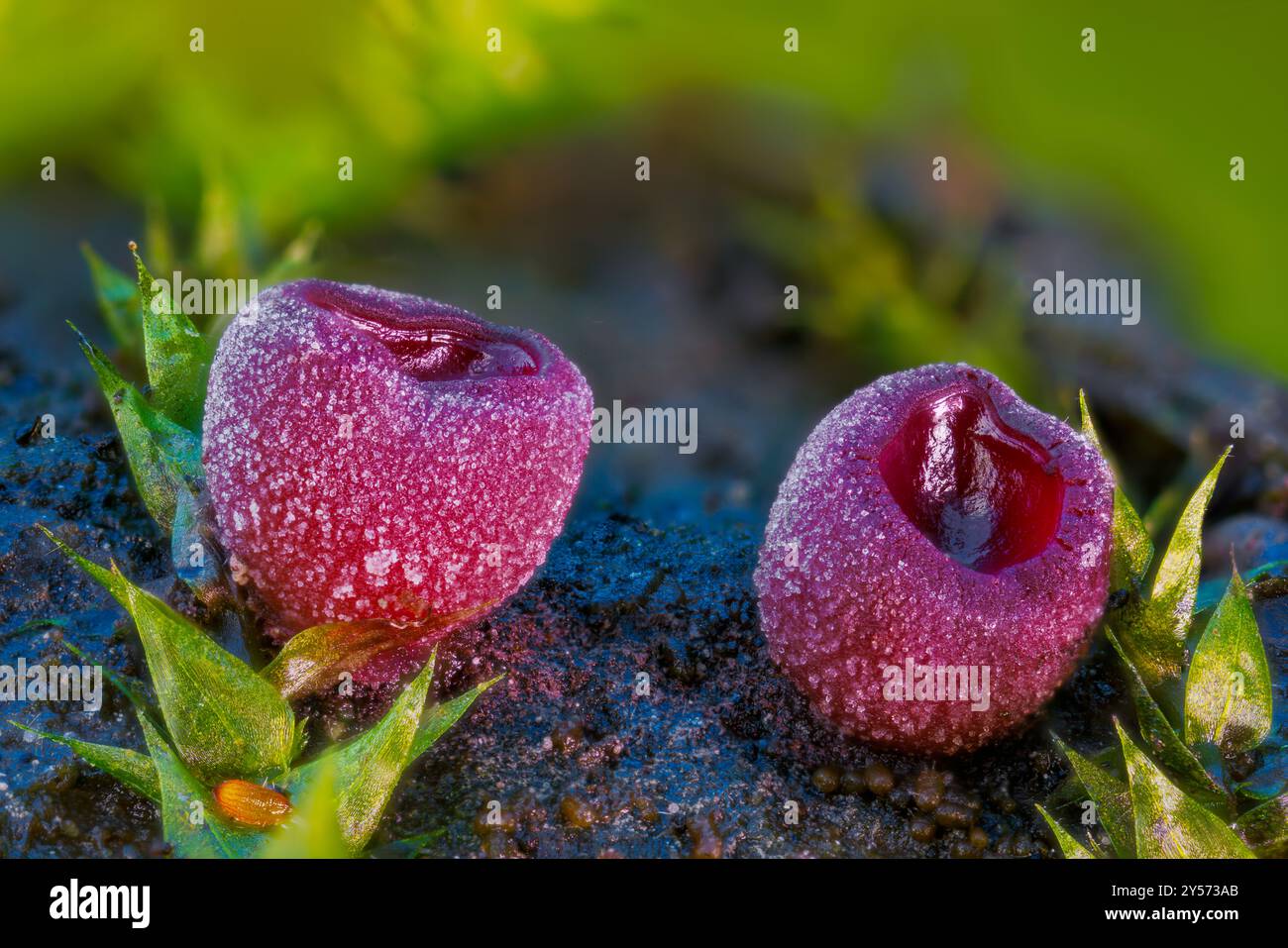 Wood-rotting cup fungus - Ascocoryne sarcoides Stock Photo - Alamy
