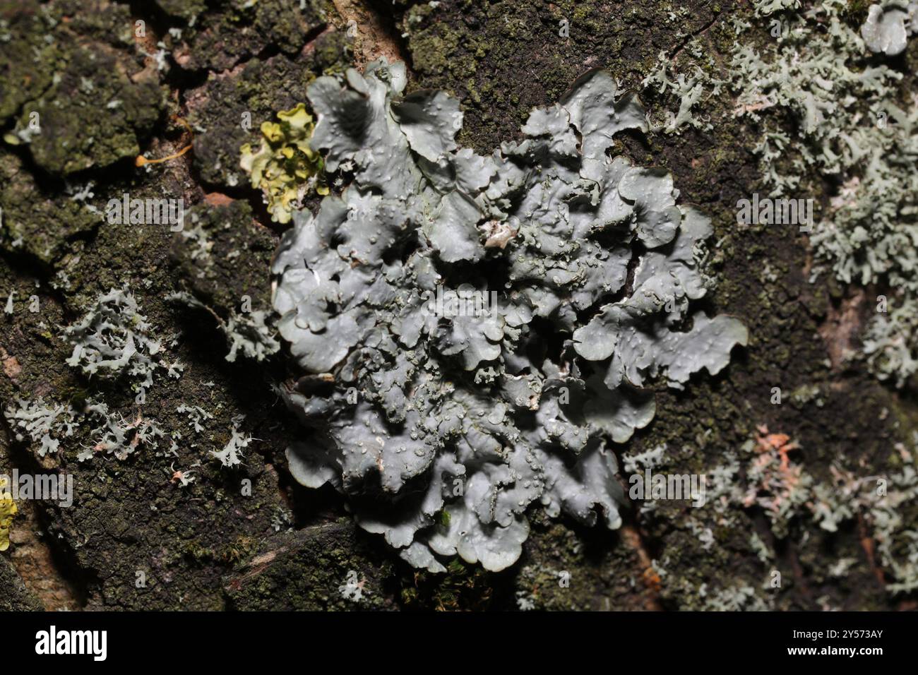 Hooded Rosette Lichen (Physcia adscendens) Fungi Stock Photo - Alamy
