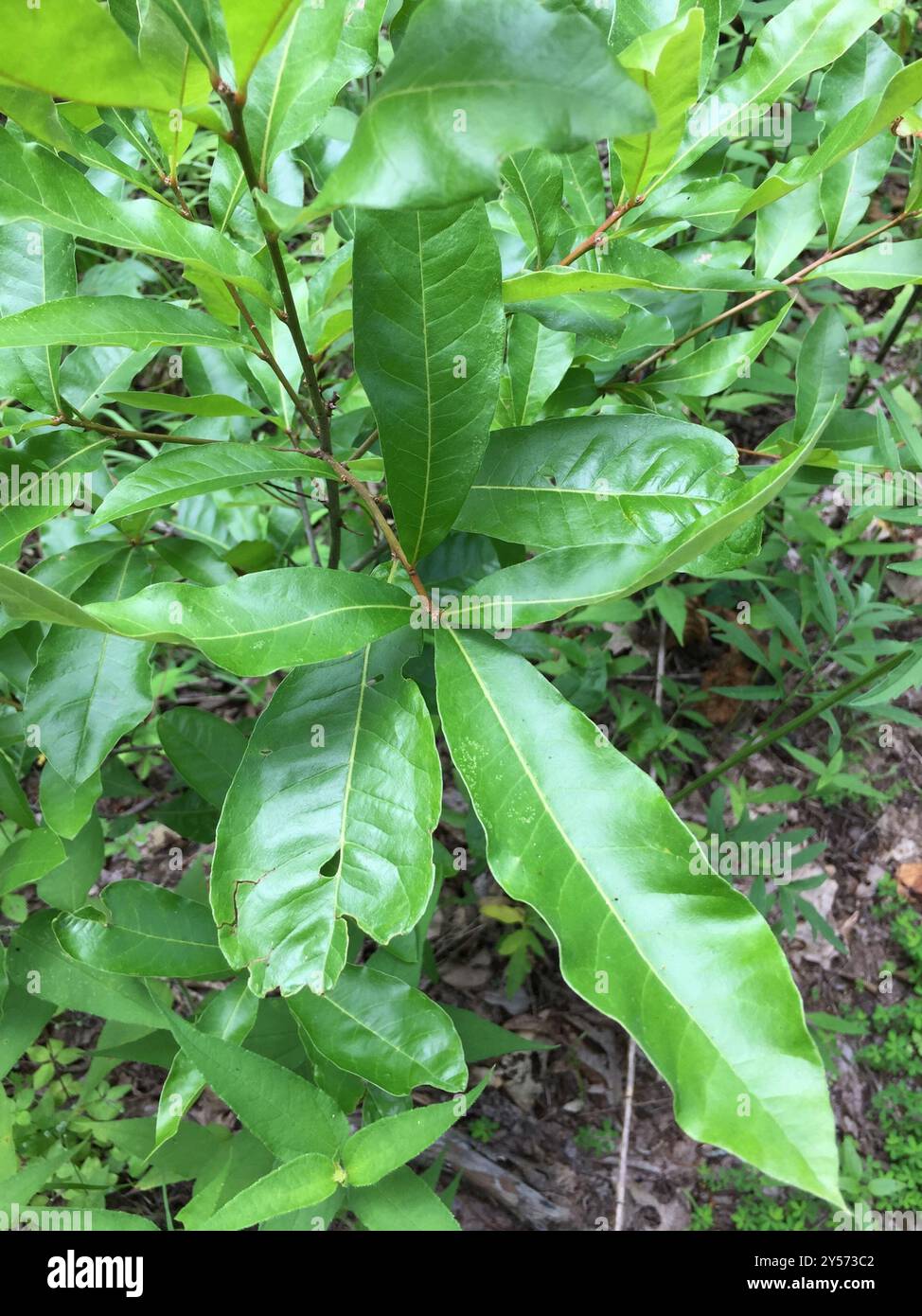 shingle oak (Quercus imbricaria) Plantae Stock Photo - Alamy