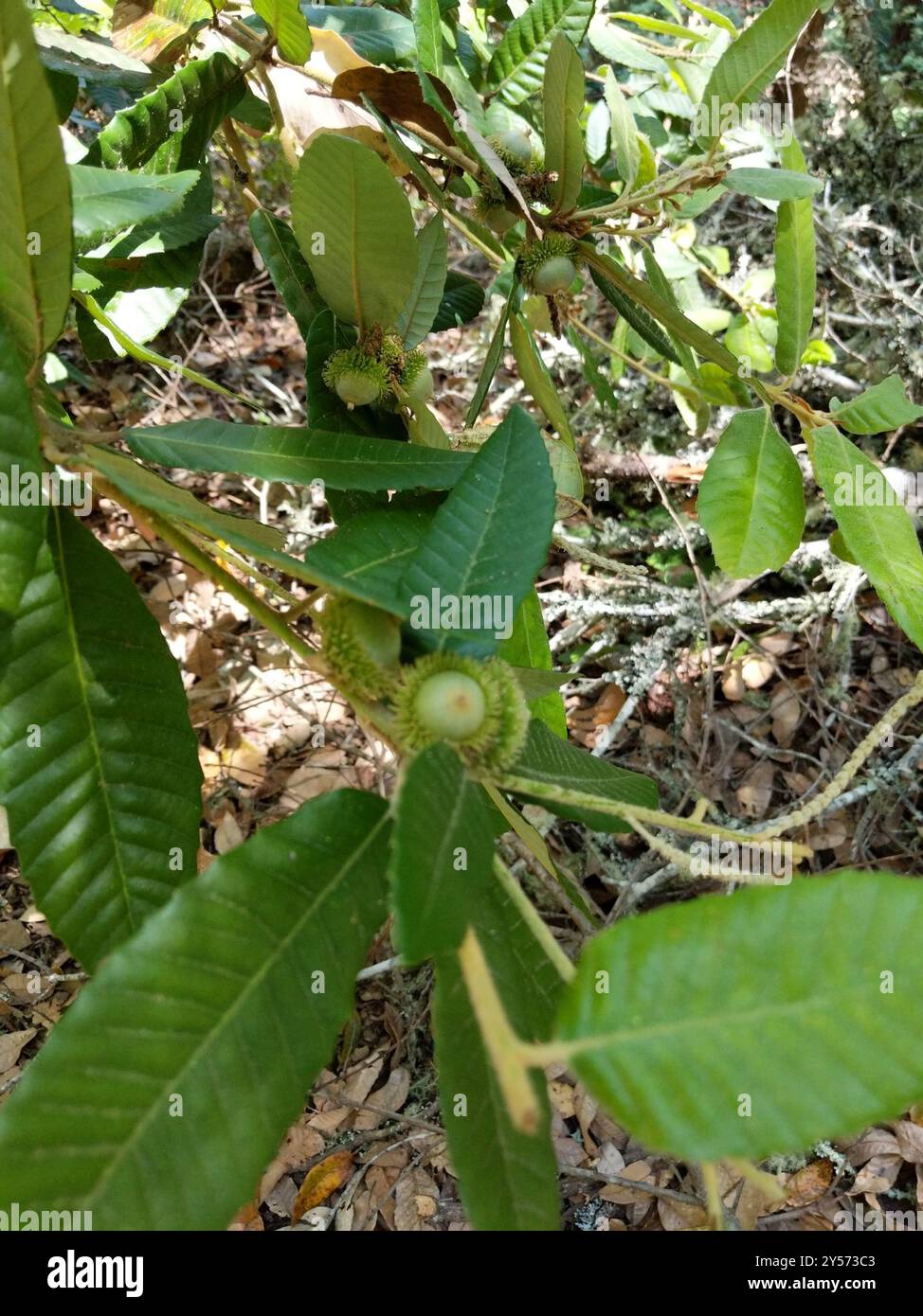 Tanoak (Notholithocarpus densiflorus) Plantae Stock Photo - Alamy