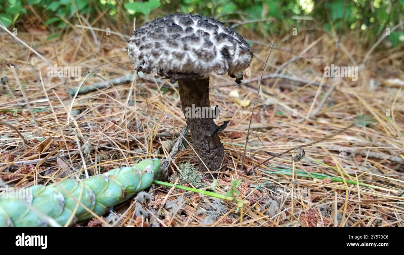 Old-man-of-the-woods (Strobilomyces strobilaceus) Fungi Stock Photo - Alamy