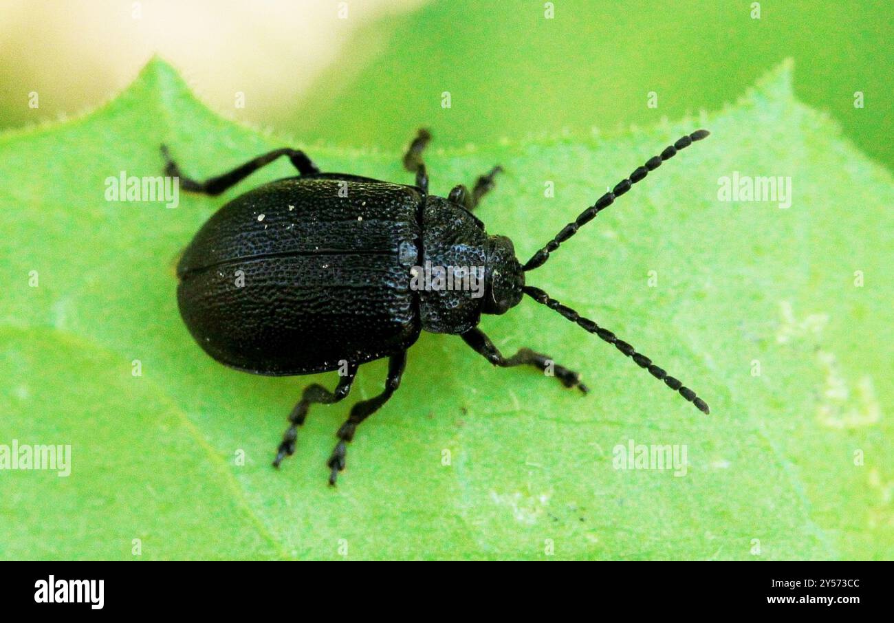 black-punctured leaf beetle (Galeruca tanaceti) Insecta Stock Photo - Alamy